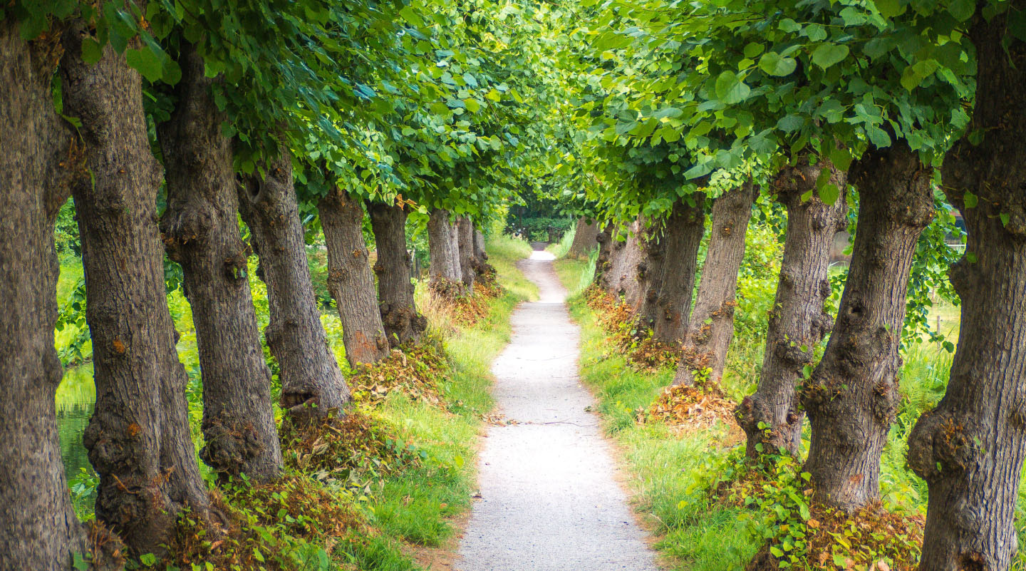 Tree Diaper In The News