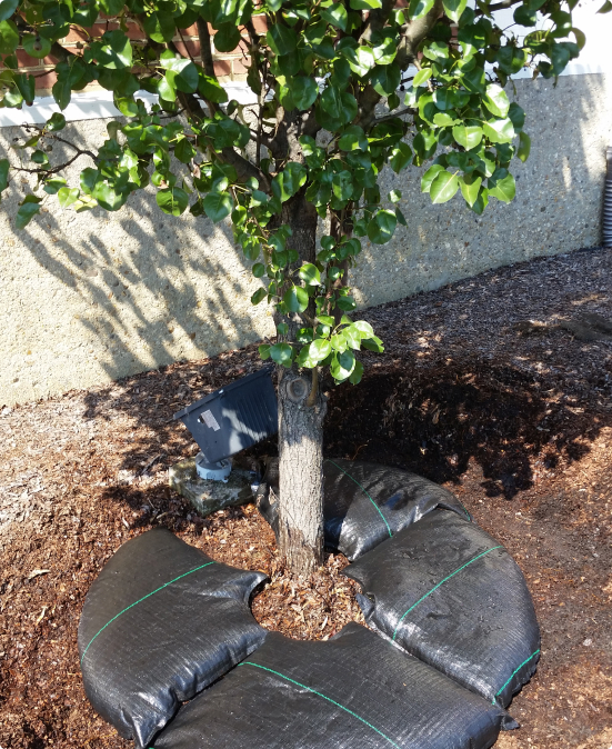 Zynnovation LLC | Tree Diaper