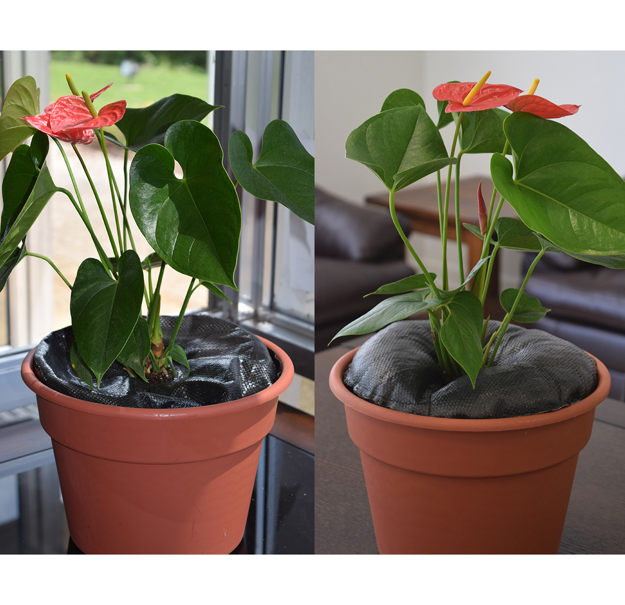 TreeDiaper® Products for Houseplants & Containers