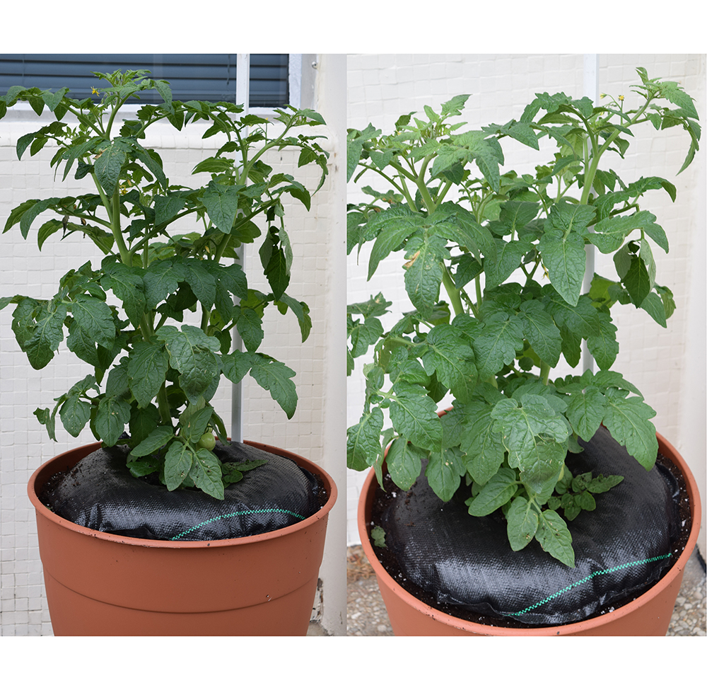 Tree Diaper Products